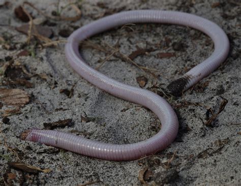 Florida Worm Lizard Rhineura Floridana Snakes And Lizards