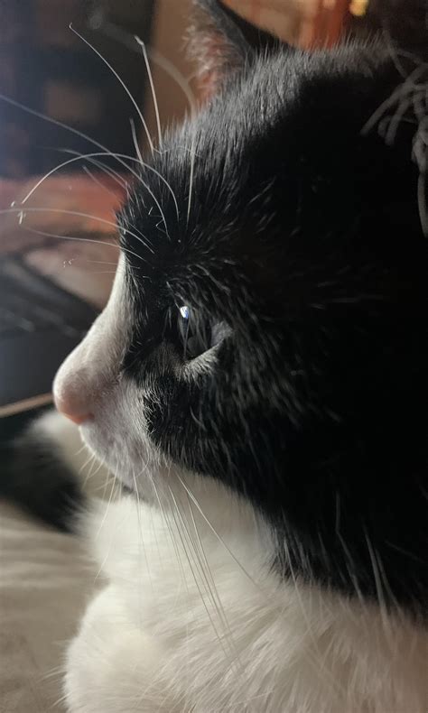 Shes Just Too Cute Not To Share Rcats