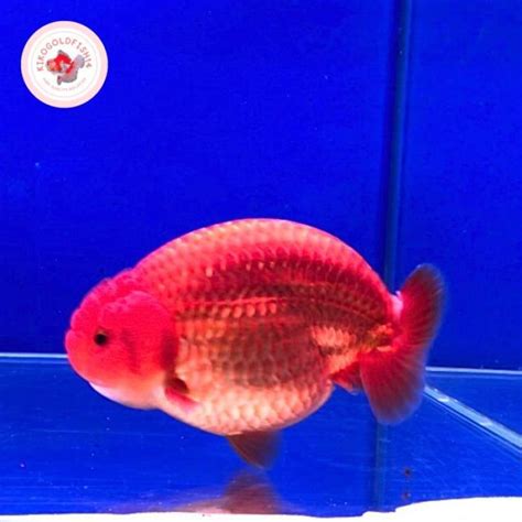 Jual Ikan Mas Koki Goldfish Ranchu Red Tiny Tail Di Seller Indah