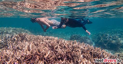Coral Snorkeling Murex Bangka Back Reef Reef Builders The Reef And