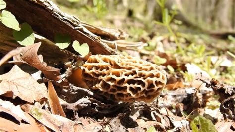 Can You Freeze Morel Mushrooms And Exactly How To Do It Czimers