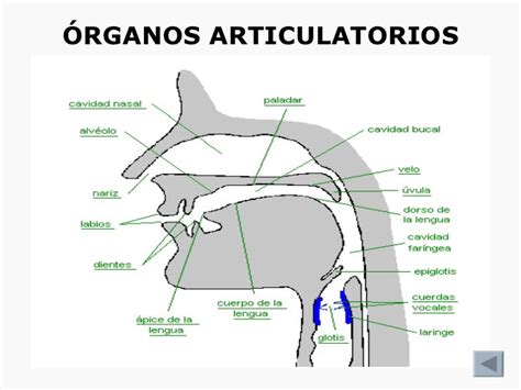 Fonología 1