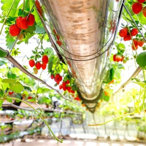 7 Reasons Why Your Strawberry Plant Isnt Flowering Strawberry Plants