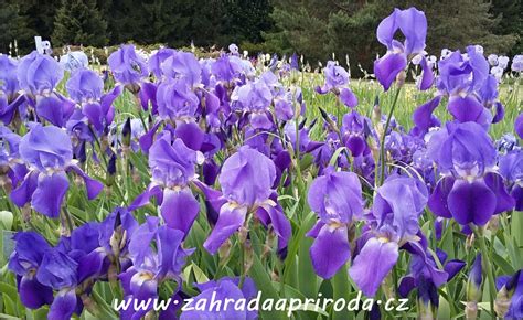 Kosatec Iris Druhy A Pěstování Zahrada A Příroda Květiny