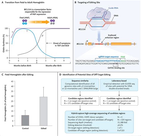 CRISPR Cas9 Gene Editing for Sickle Cell Disease and β Thalassemia