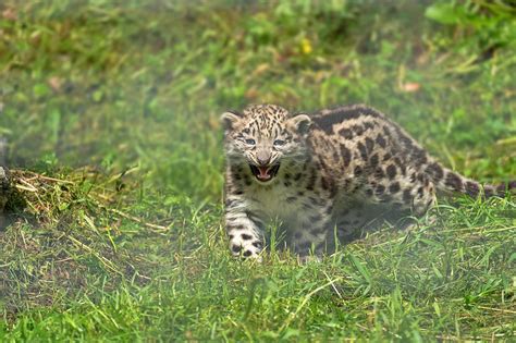 100 Free Snow Leopard And Snow Leopard Photos Pixabay