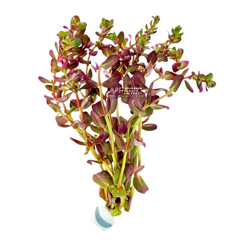 Rotala Mini Butterfly Apf Aquascape Aquarium Plants Factory®