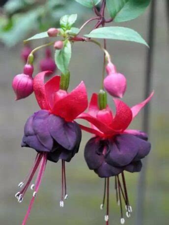 Фуксія ампельна New Millenium Fuchsia Нью Міленіум (молода рослина в ...