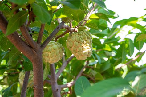 커스터드 사과 열대 이국적인 과일 설탕 사과 Annona Sweetsop 나뭇 가지에서 자랍니다 0명에 대한 스톡 사진 및 기타 이미지 Istock