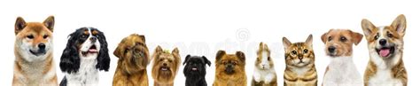 Gatos Y Perros Y Conejos Juntos Imagen De Archivo Imagen De Perrito
