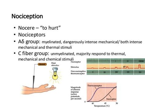 Lecture 12 Somatosensory System And Nociception