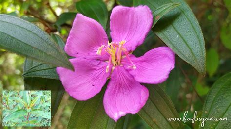 Khasiat Pokok Senduduk Segalanya Tentang Tumbuhan