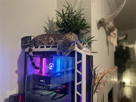 Pixiecat ≧ ≦ On Twitter Gaming Buddy Hehe Sva7aevbjn