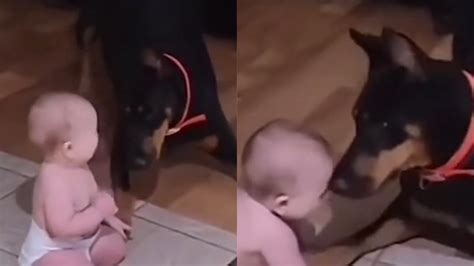 Doberman Se Prepara Para Atacar Bebê Mas Outros Cães Impedem Ação Assista