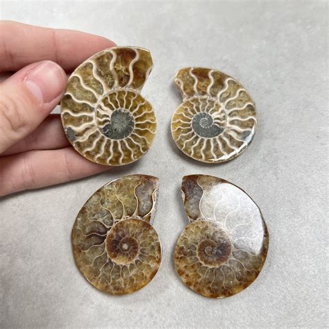 Ammonite Pairs X894 B1 Chakra Wholesale