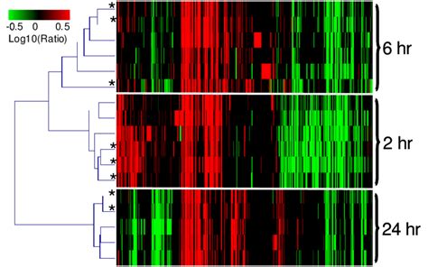 Agglomerative Hierarchical Clustering Of Gene Expression Profiles From