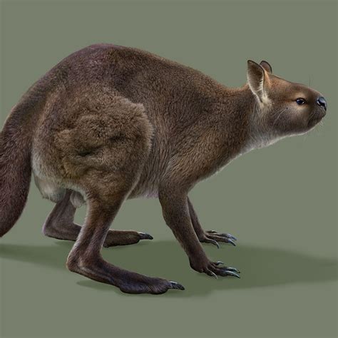 Mm To Display 50 000yo Short Faced Kangaroo Camd