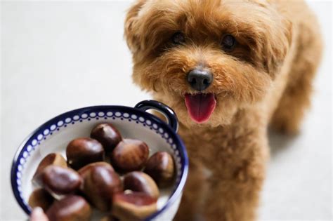 강아지 밤 급여 먹어도 되나요 껍질 주의할 점 체크 네이버 블로그