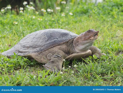 Soft Shelled Turtle Stock Image Image Of Marine Pond 39043693