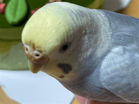 イエローヘッド ブルーグレーのセキセイインコ レインボー
