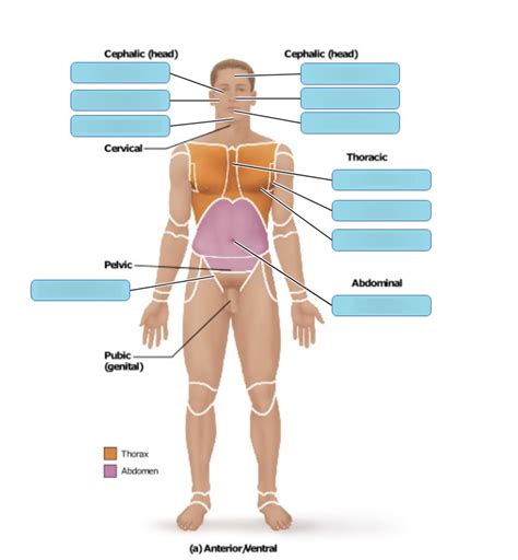 Art Labeling Activity Figure Of Diagram Quizlet