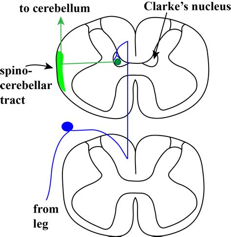 Ventral Spinocerebellar Tract Pathway