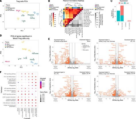 The Tissue Resident Regulatory T Cell Pool Is Shaped By Transient Multi