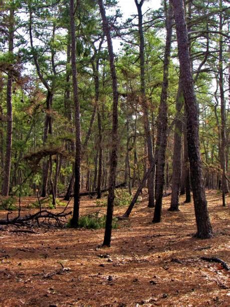 250 Pine Barrens Fotos Fotografías De Stock Fotos E Imágenes Libres