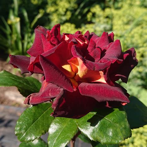 Eddy Mitchell Karin Schade Stauden Und Rosen