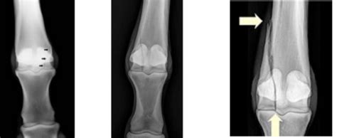 Diseases Of The Metacarpus Metatarsus Flashcards Quizlet