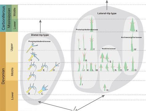 古地理学报新疆北部晚泥盆世草本石松类形态学与古植物地理学新认识 化石网
