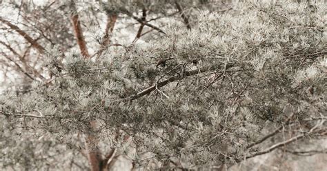 Star Sessions Aleksandra