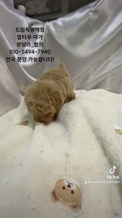강아지 Puppy 강아지책임분양 Cute 가정견 Pets 강아지산책 강아지브이로그 반려견 동탄강아지분양