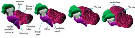 LECTURE 18 CEREBELLUM Flashcards Quizlet