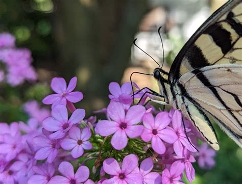 The Apiaceae And Questionable Mental And Physical Health In