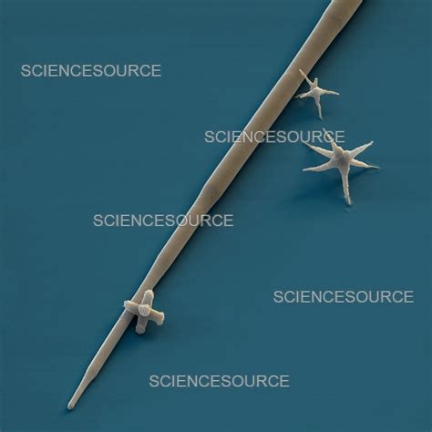 Sponge Spicules Stock Image Science Source Images