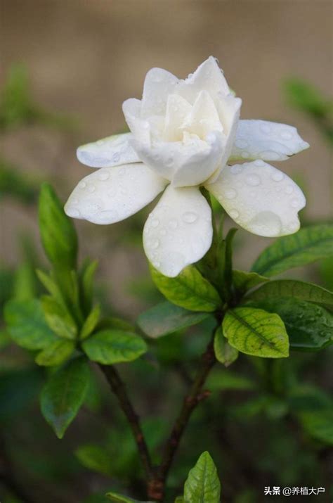 家裡梔子花長白粉虱怎麼辦巧用家裡這5樣東西一招解決 每日頭條