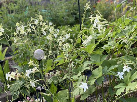 Two Kinds Of Gardener Carol J Michel Author And Gardener