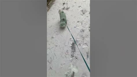 태어나서 처음보는 눈 Youtube