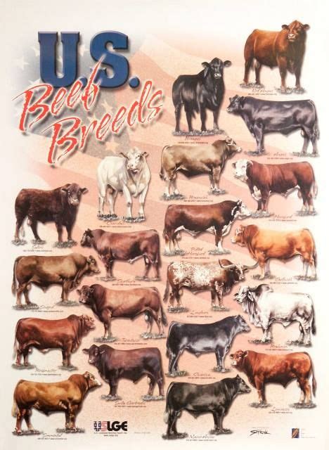 Us Beef Breeds Cattle Ranching Bucking Bulls Cattle