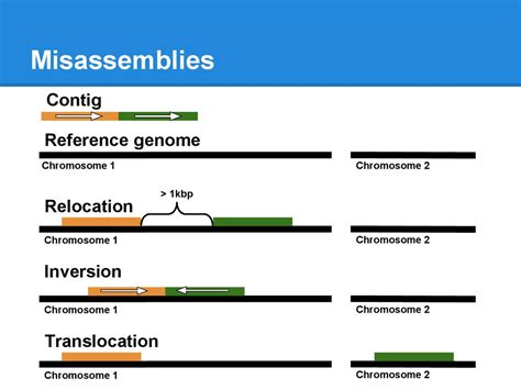 Genome Assembly With Spades презентация онлайн