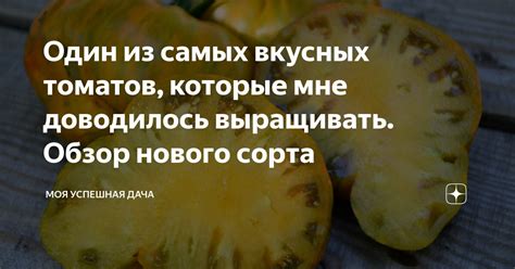 Один из самых вкусных томатов которые мне доводилось выращивать Обзор нового сорта Моя