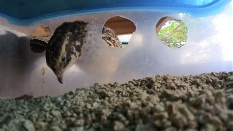 The Ultimate Guide To Raising Quail For Beginners This Happy Farm