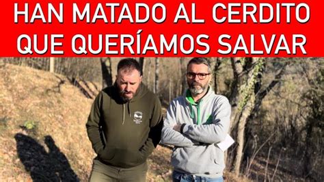 Marcos Escribano Segovia On Linkedin Han Matado Al Cerdito Que QuerÍamos Salvar