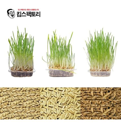 새싹보리씨앗 1kg 보리 귀리 밀 씨앗 직접 재배 보리새싹 키우기 티몬