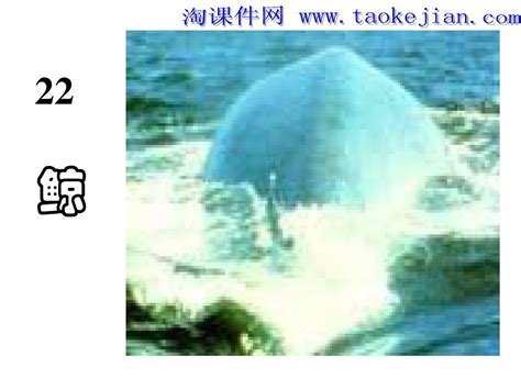 《鲸》ppt课件 2 新人教版小学五年级语文上册word文档在线阅读与下载无忧文档