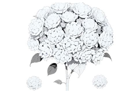 あじさいの塗り絵『陽花の静寂』【大人の塗り絵 図柄の無料ダウンロード】 印刷・商用利用可 無料プリントのスタプリ