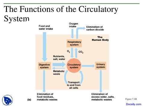 Functions Fundamentals Of Biology Lecture Slides Docsity