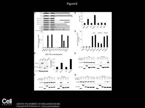 Store Independent Activation Of Orai1 By SPCA2 In Mammary Tumors Ppt