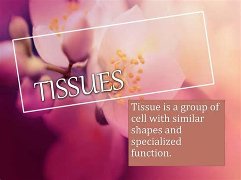 Tissues Class 9th Pptx